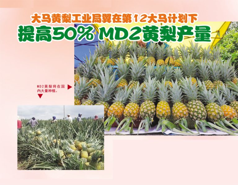 大马黄梨工业局翼在第12大马计划下提高50%MD2黄梨产量 - 农业天地网